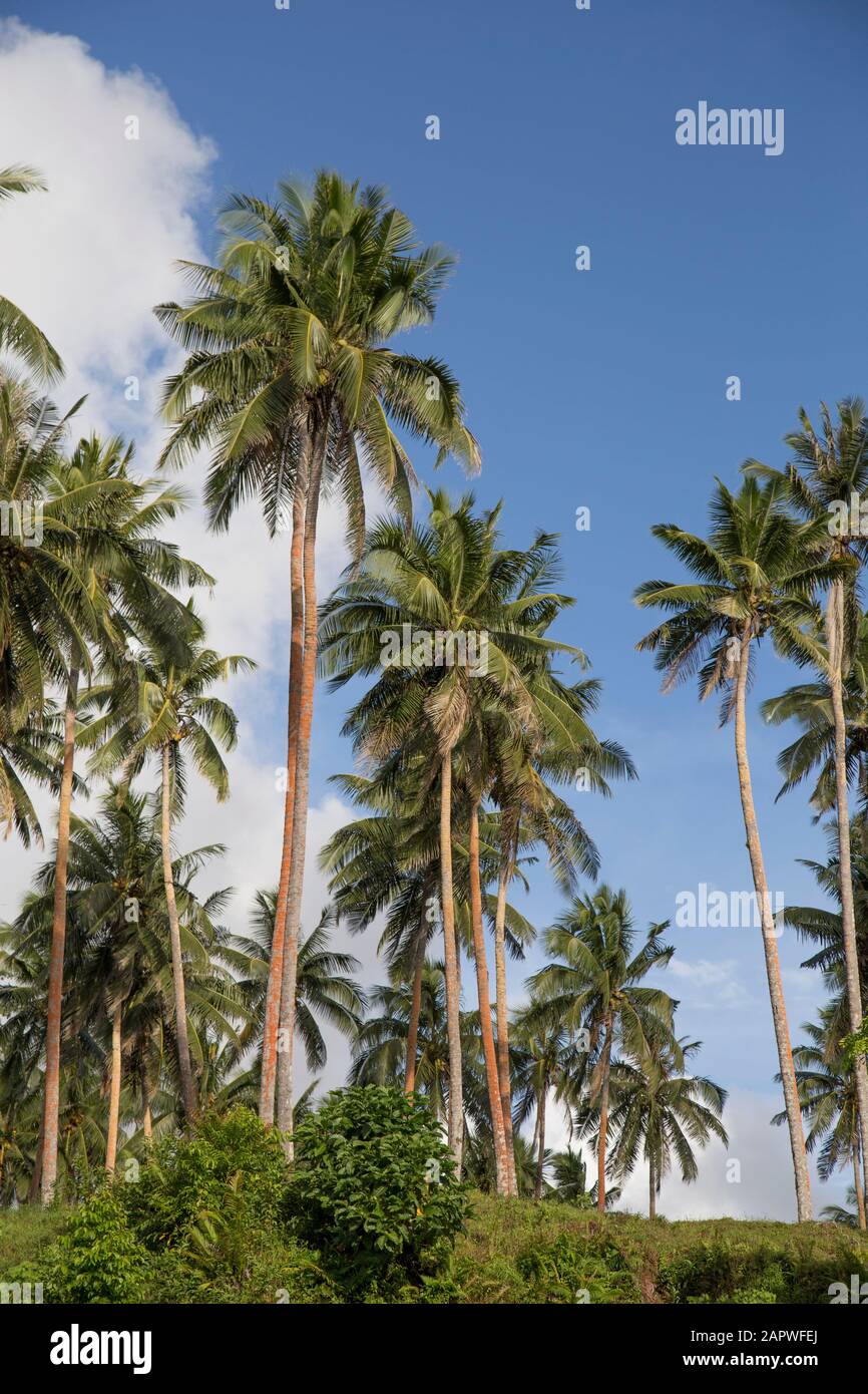 Coconut plantation hi-res stock photography and images - Alamy