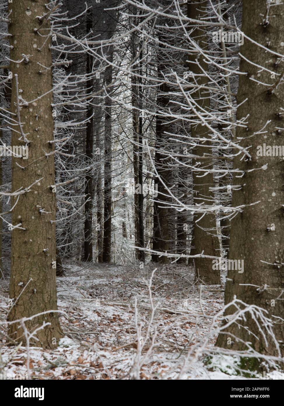 frozen snow in the forest Stock Photo - Alamy