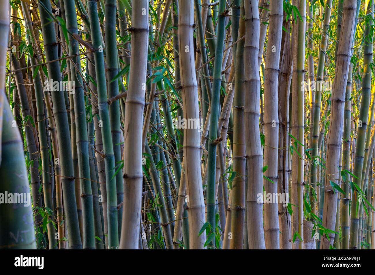 Bamboo forest outside of Brisbane, Australia Stock Photo - Alamy