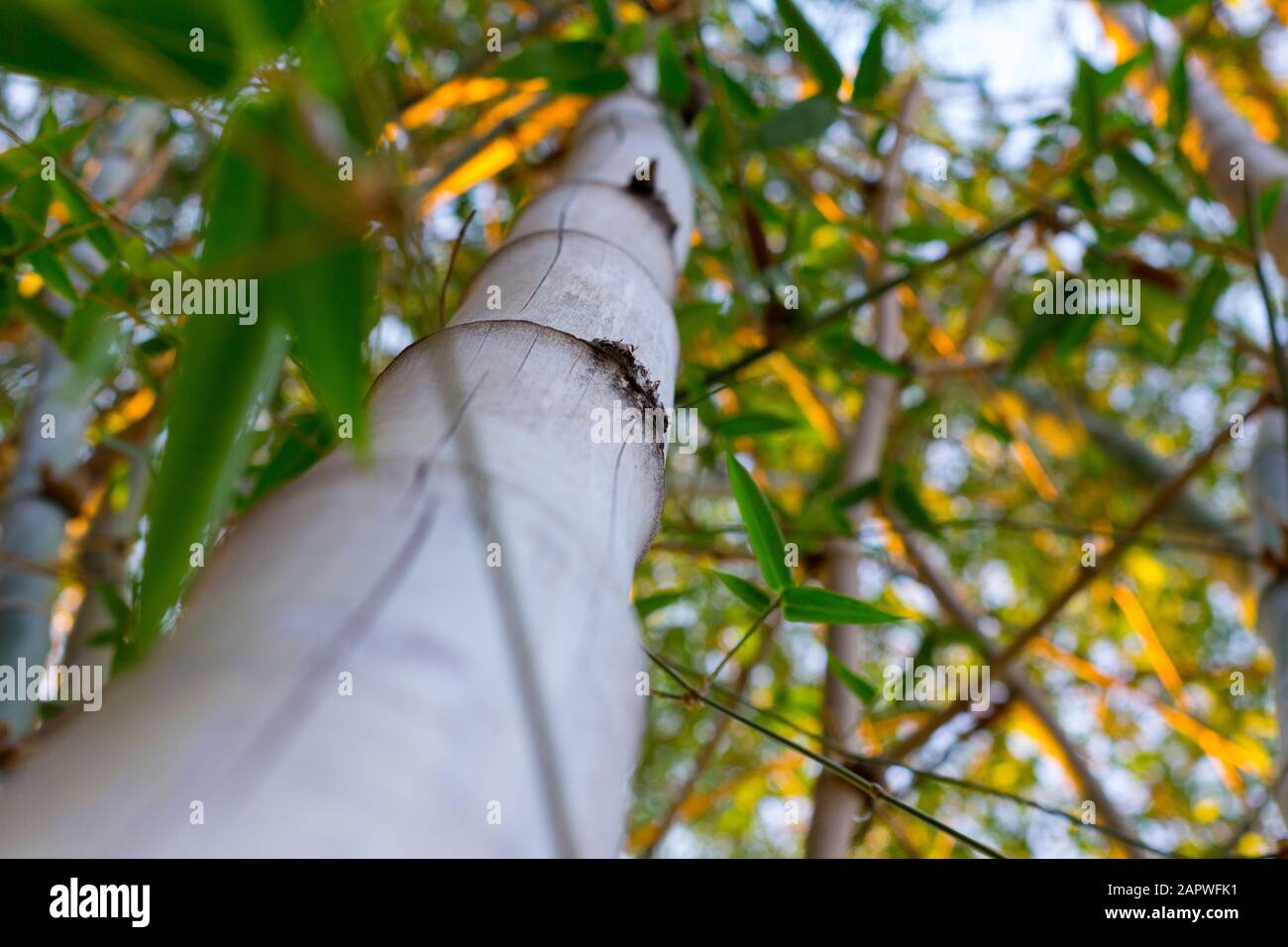 Bamboos hi-res stock photography and images - Alamy