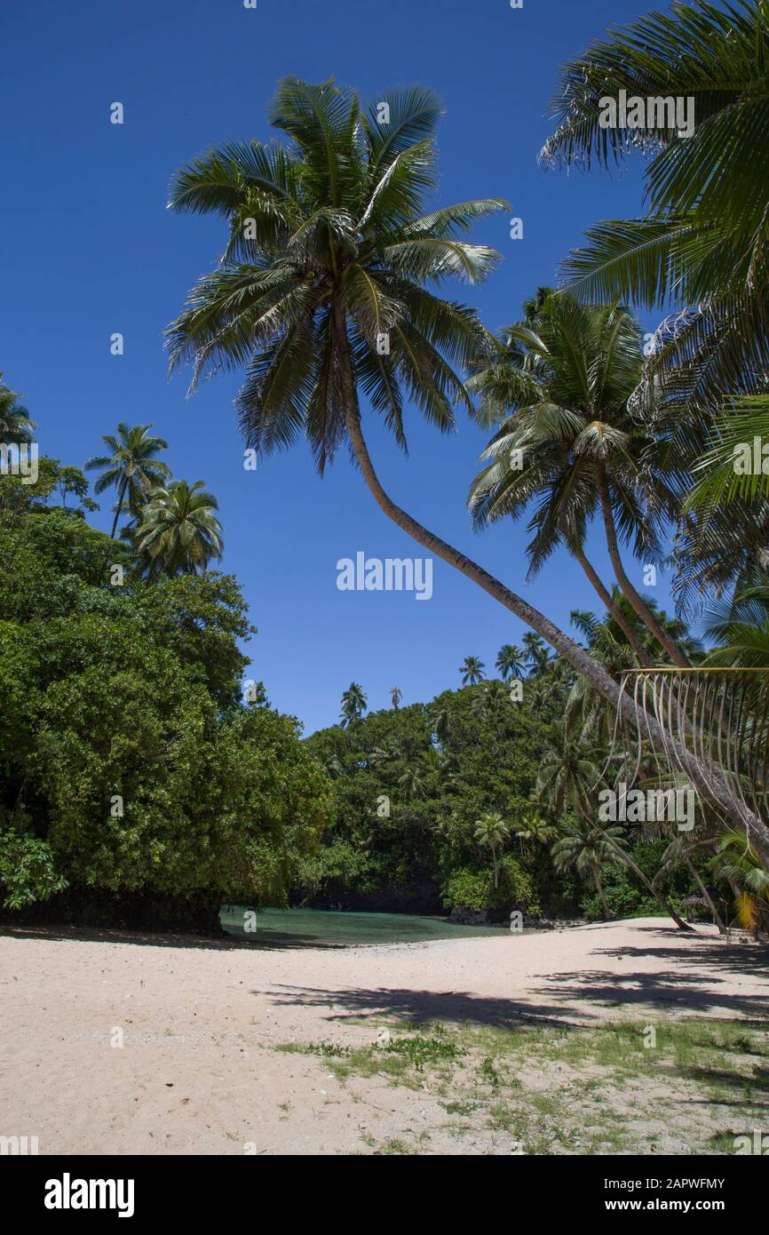 Exotic sandy beach, with blue waters and leaning palm trees, Samoa ...
