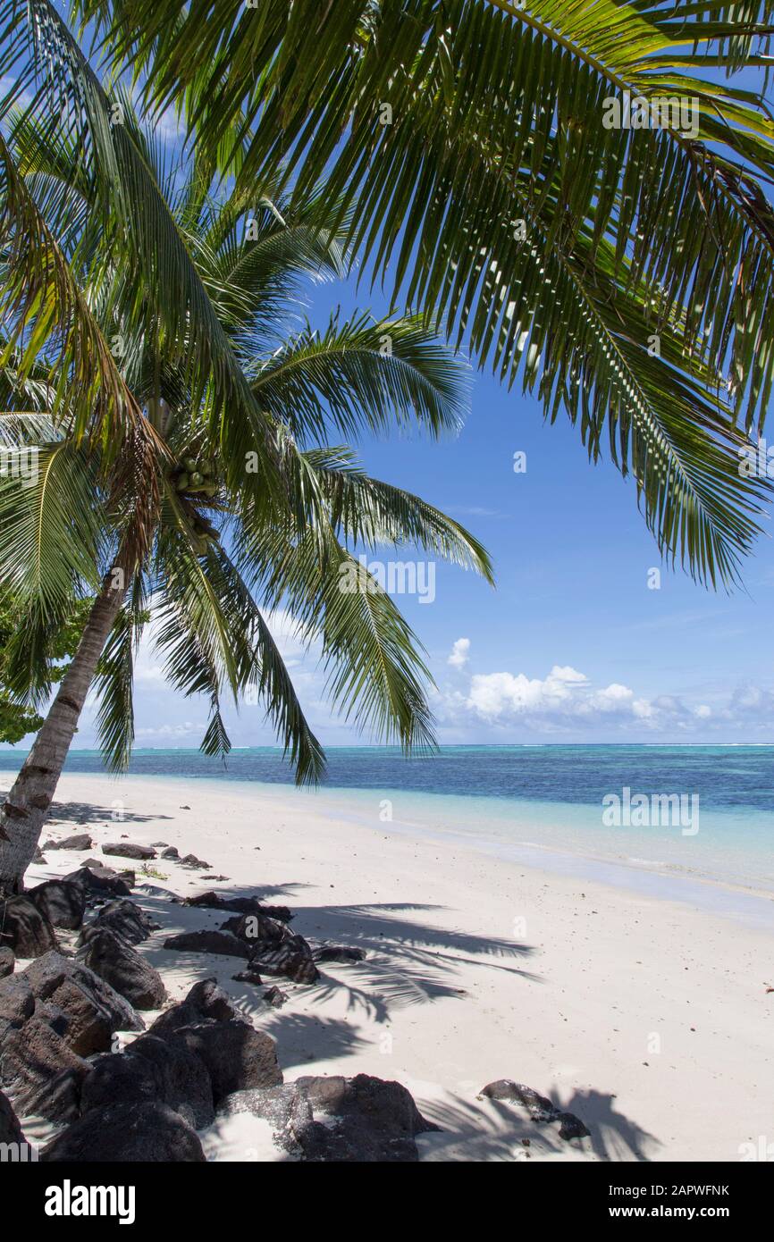Exotic sandy beach, with blue waters and coconut palm trees, Samoa ...