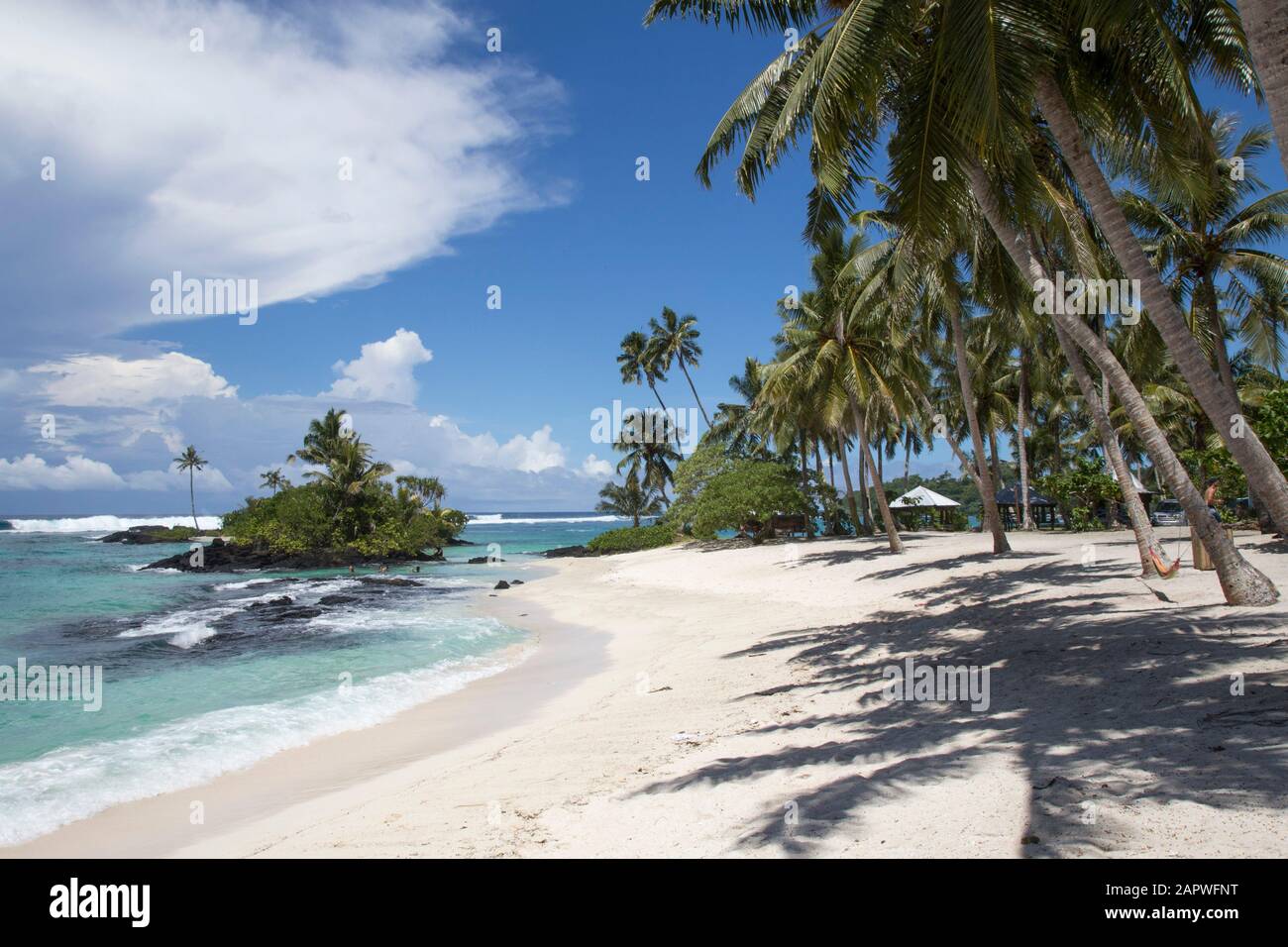 Exotic sandy beach, with blue waters and coconut palm trees, Samoa ...