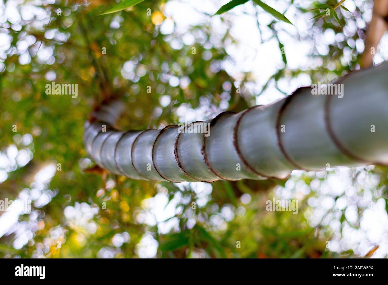 Brisbane grove hi-res stock photography and images - Alamy