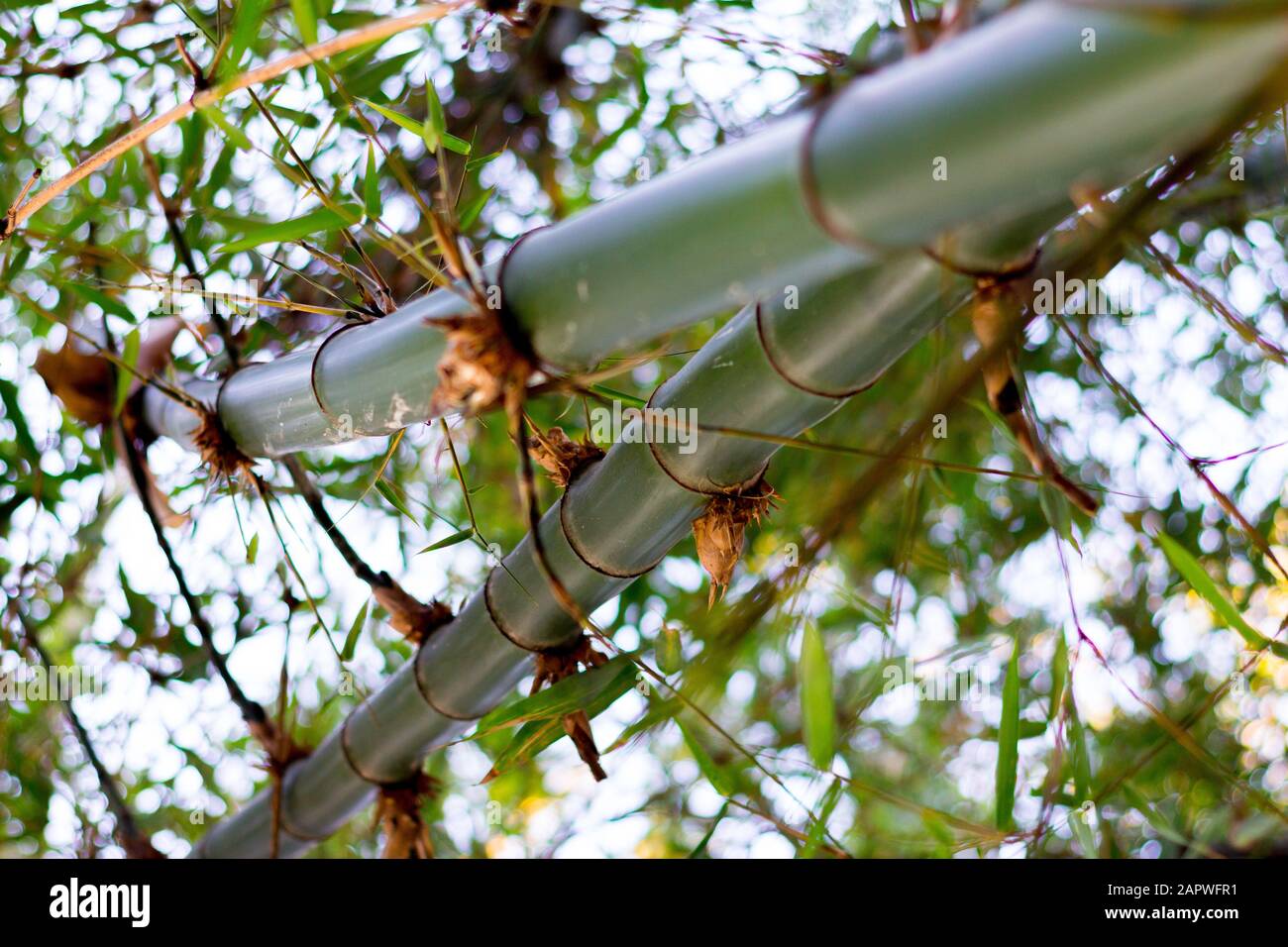 Bamboo stick hi-res stock photography and images - Alamy