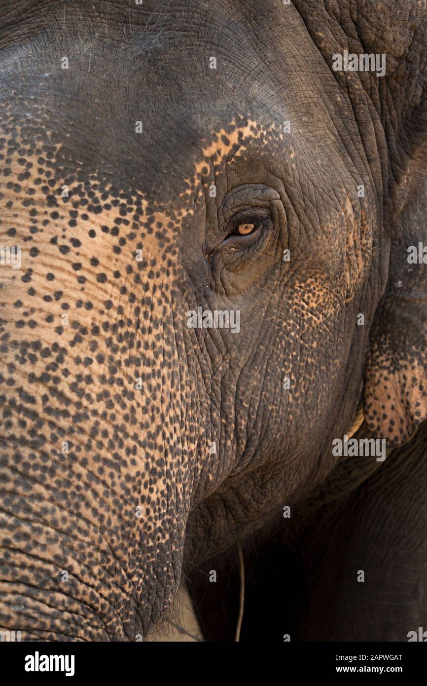 Elephants head hi-res stock photography and images - Alamy