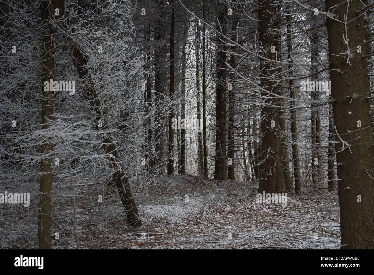 frozen snow in the forest Stock Photo - Alamy