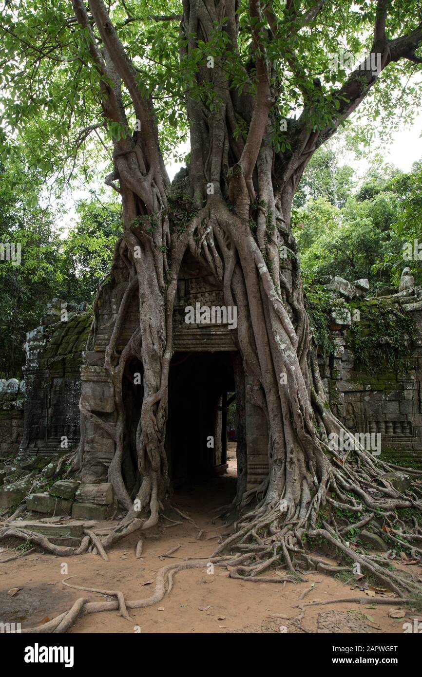 Roots growing into rock hi-res stock photography and images - Alamy
