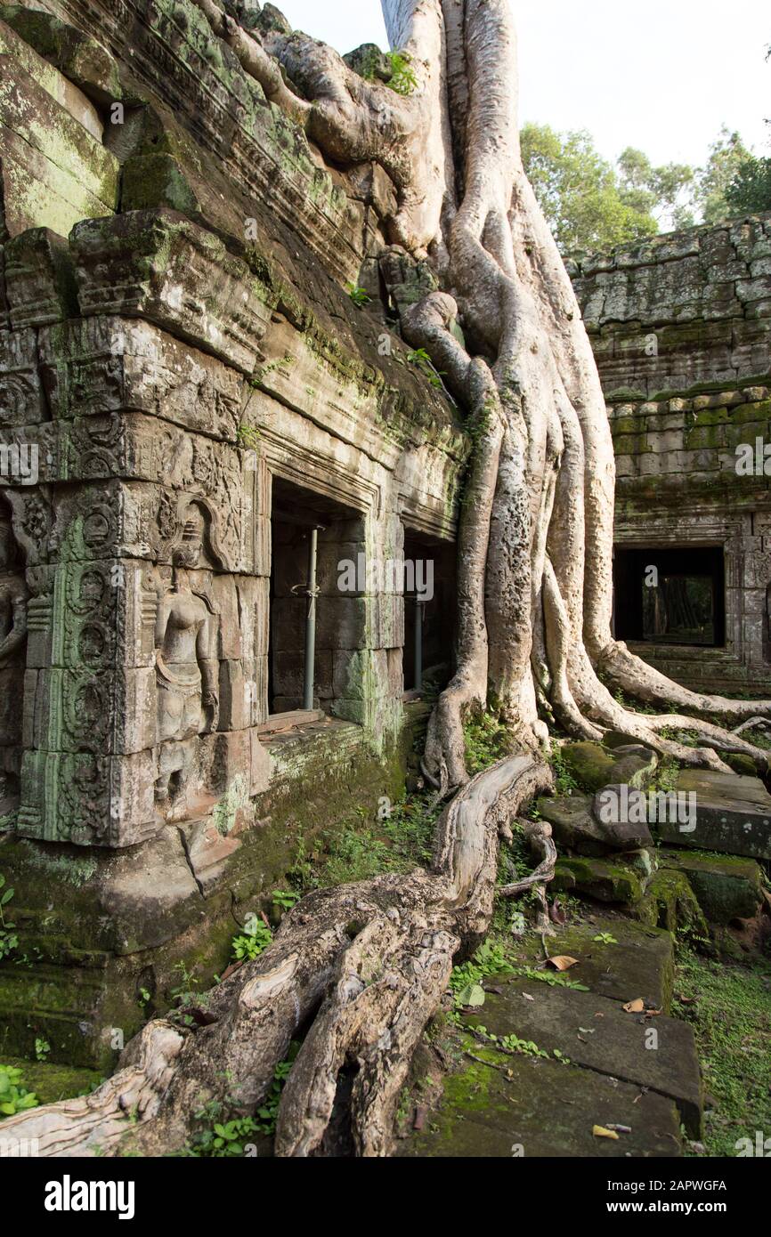 Roots growing into rock hi-res stock photography and images - Alamy