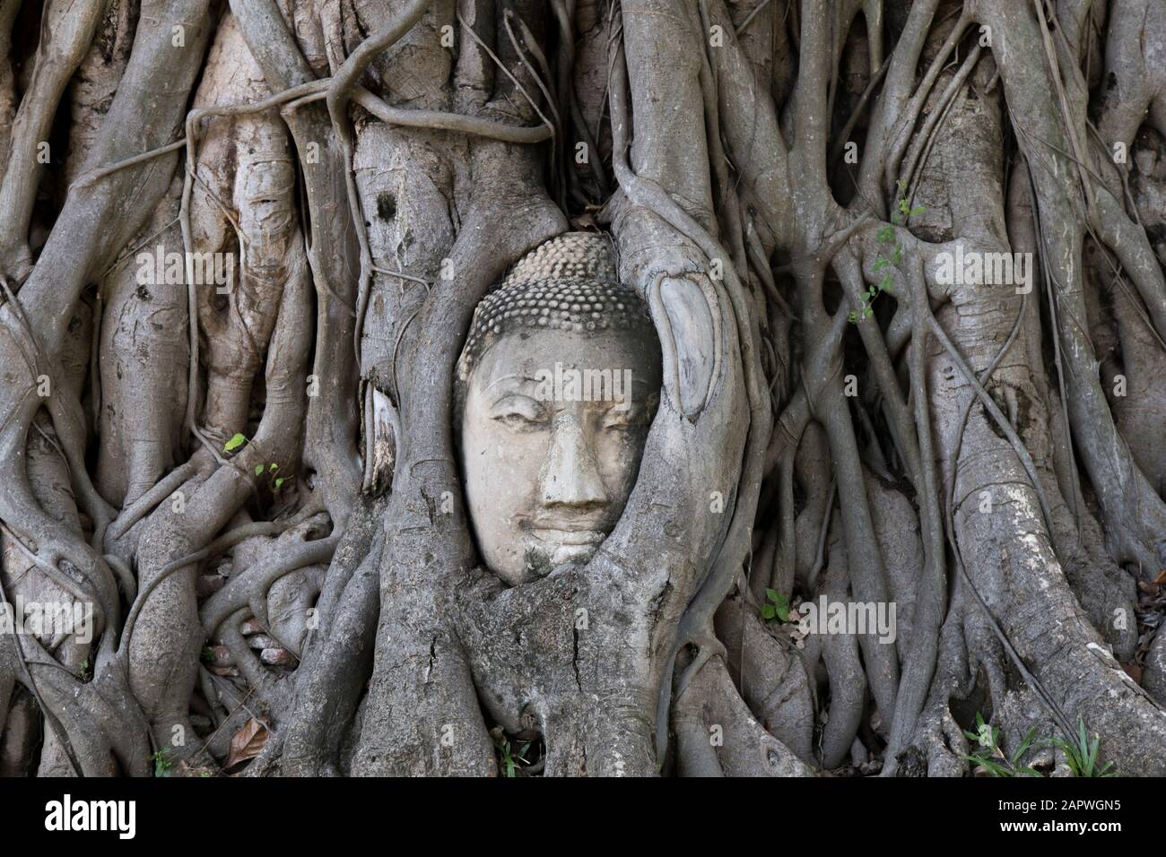 Famous Buddha head and tree roots in the Wat Maha That temple Stock ...
