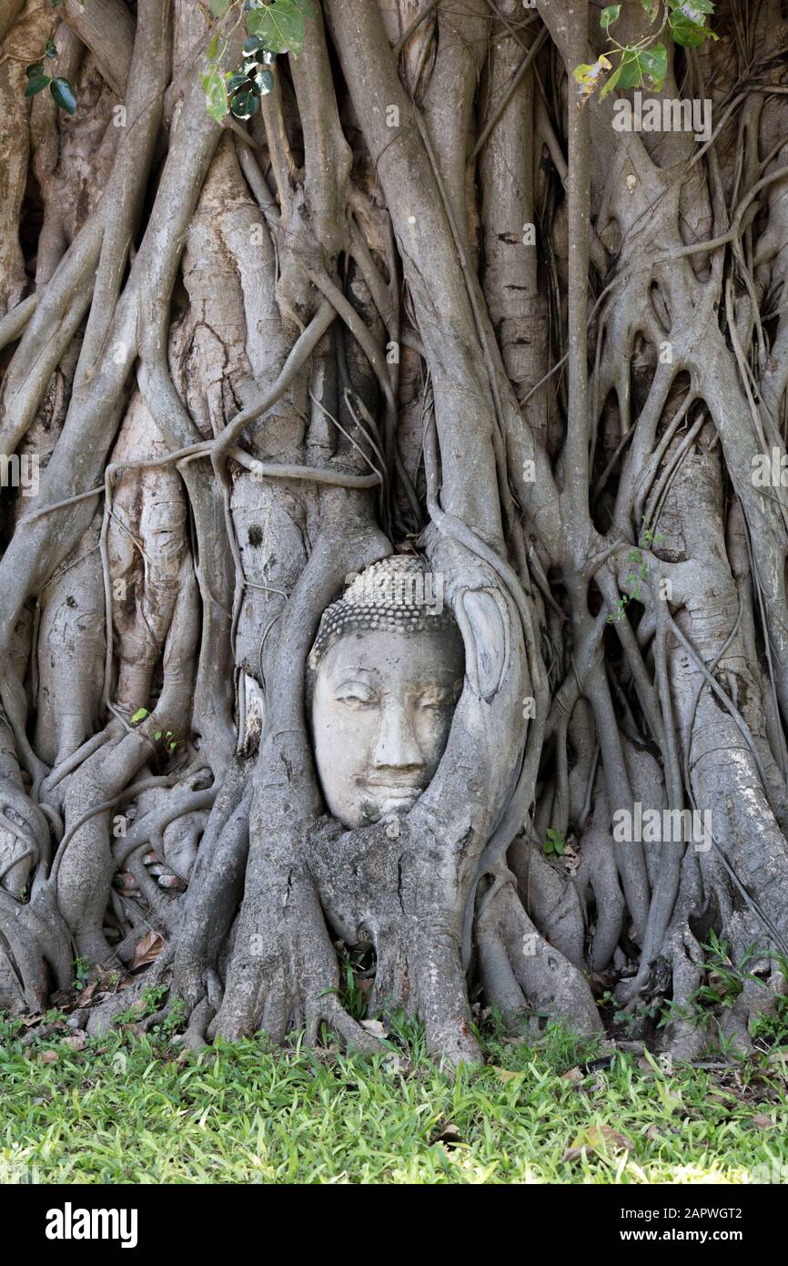 Famous Buddha head in tree roots with some green grass, Wat Maha That ...