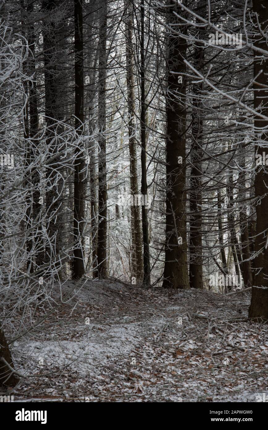 frozen snow in the forest Stock Photo - Alamy