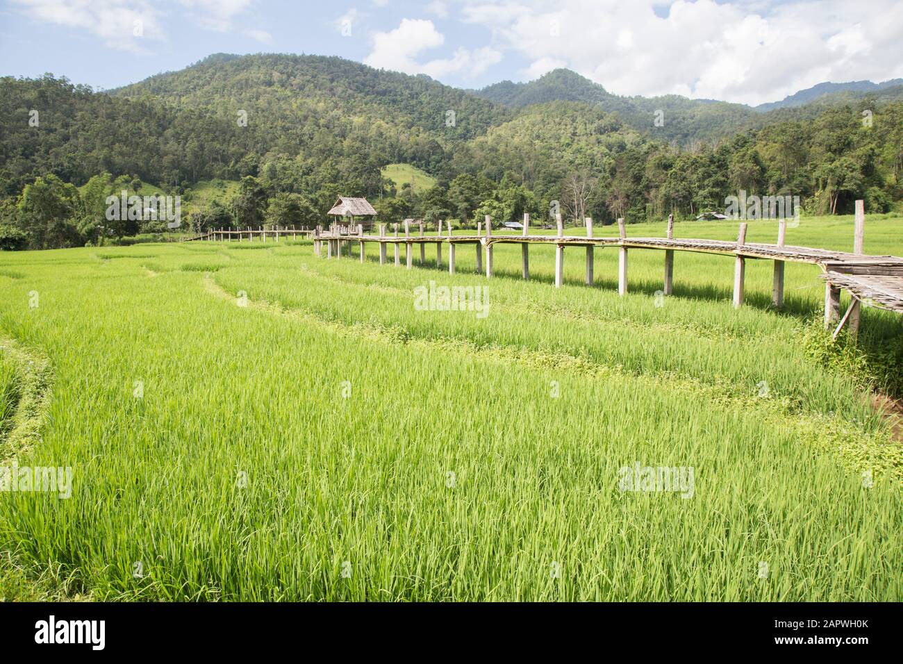 Famous Pai bamboo bridge over green rice terraces under blue sky Stock ...