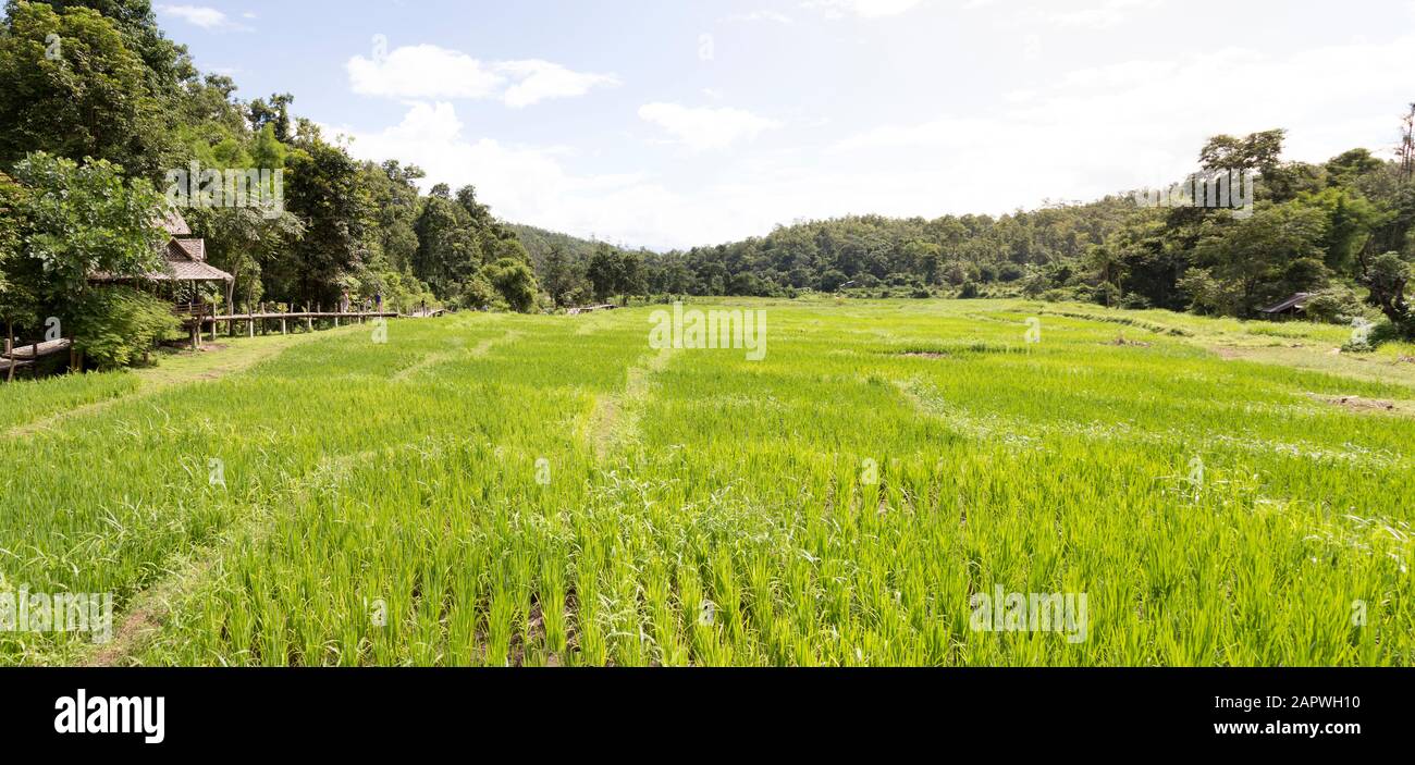 Famous Pai bamboo bridge over green rice terraces under blue sky Stock ...