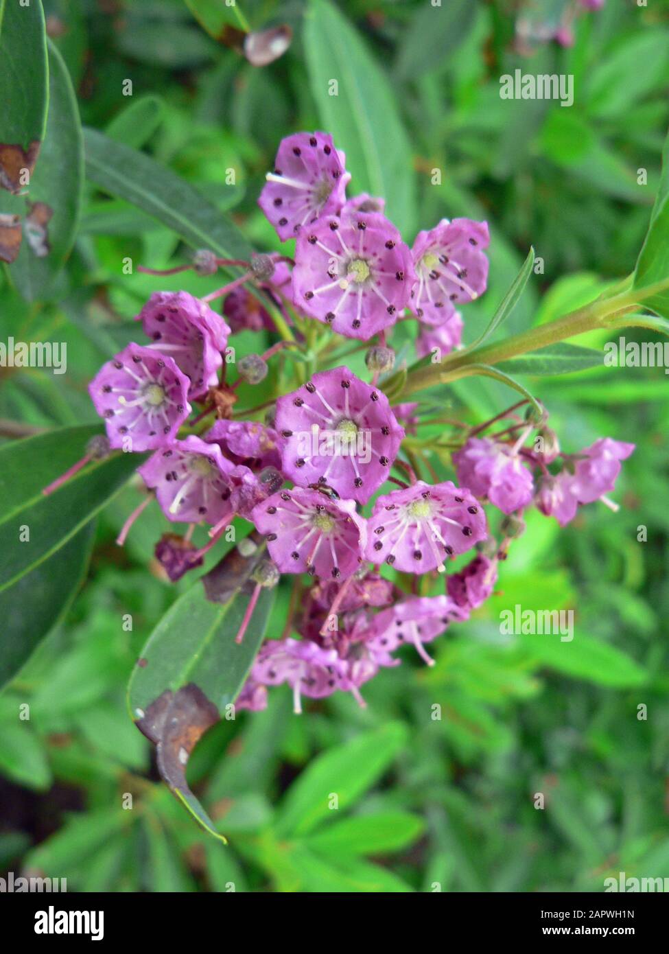Mountain Laurel, Baxter State Park, Maine Stock Photo - Alamy