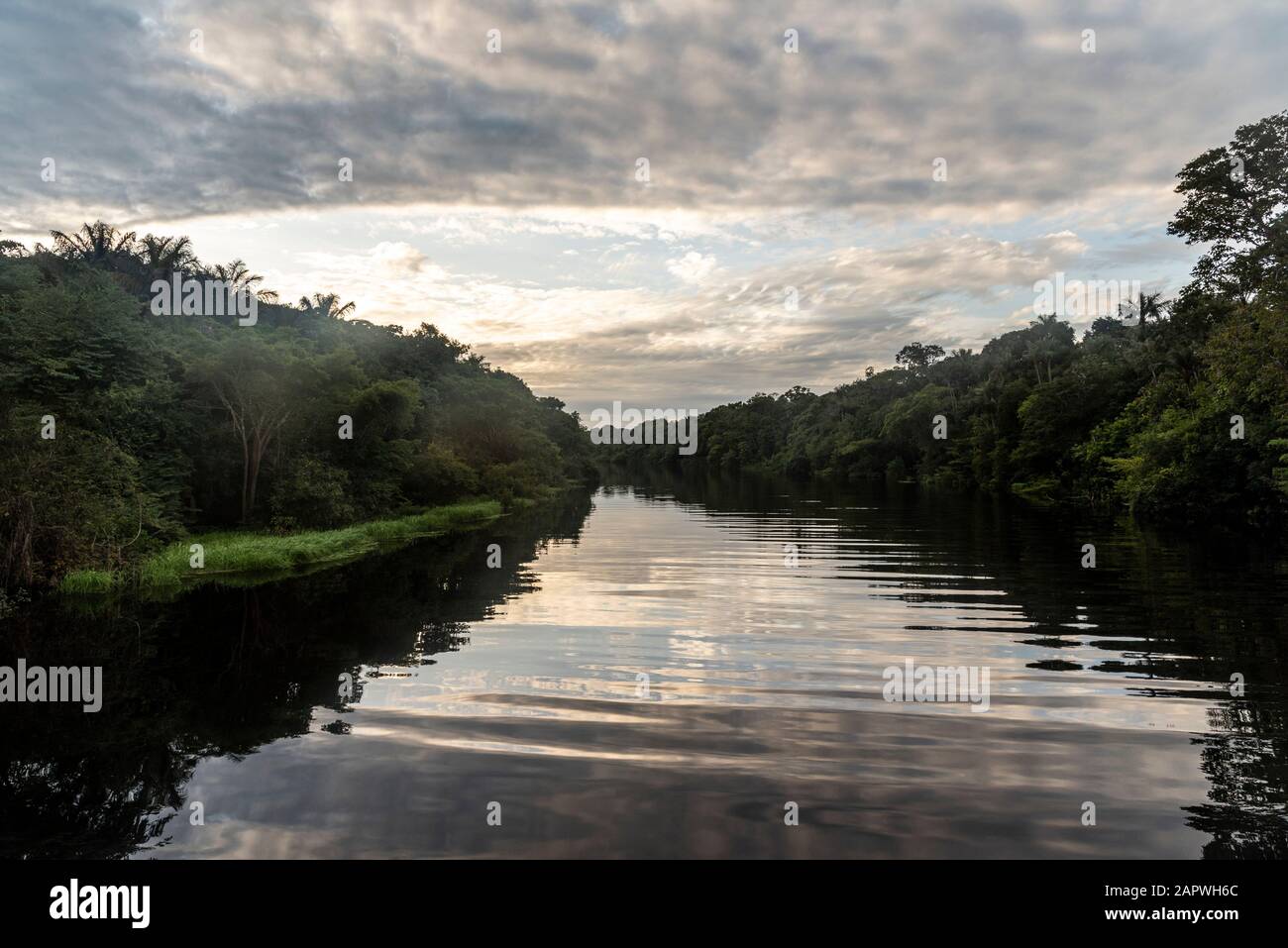 Typical Amazon rainforest and river landscape near Negro River close to ...
