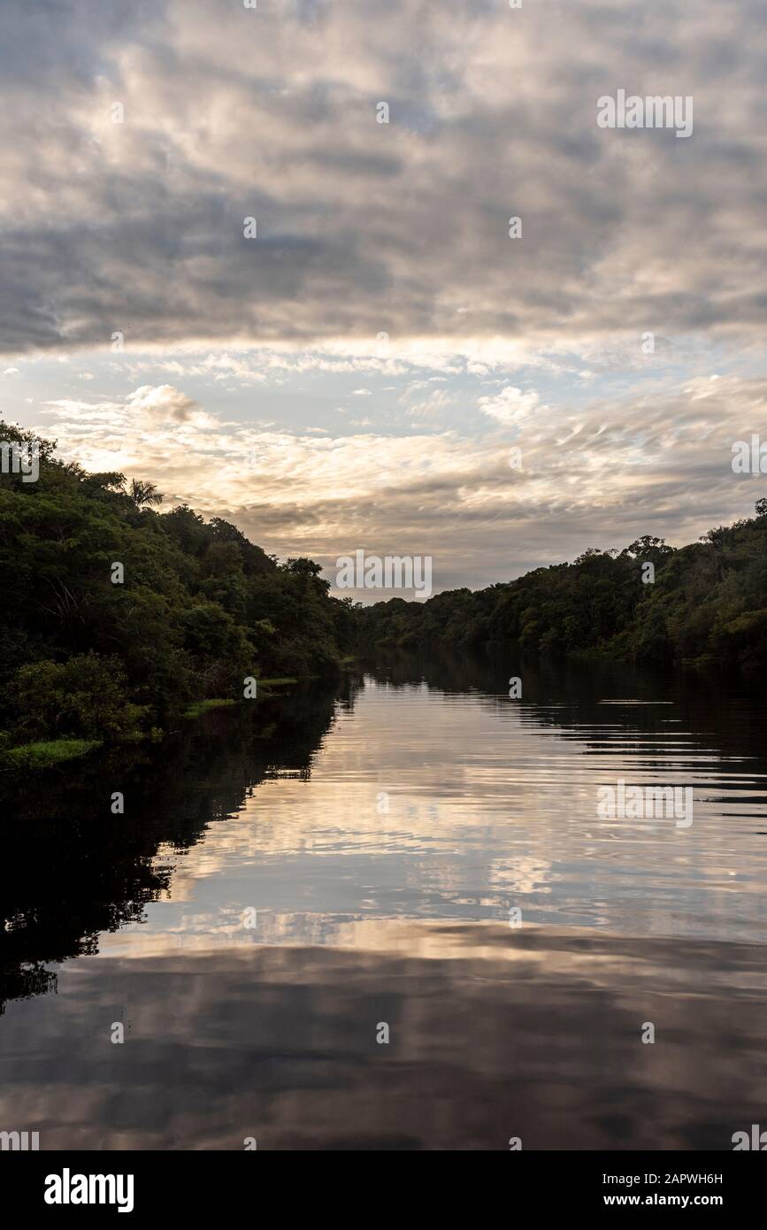 Typical Amazon rainforest and river landscape near Negro River close to ...