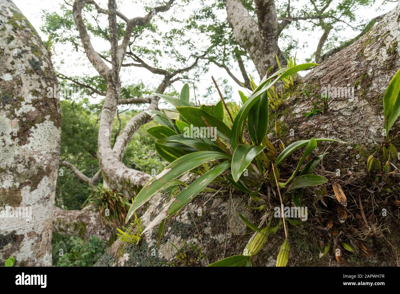 Sumauma tree hi-res stock photography and images - Alamy