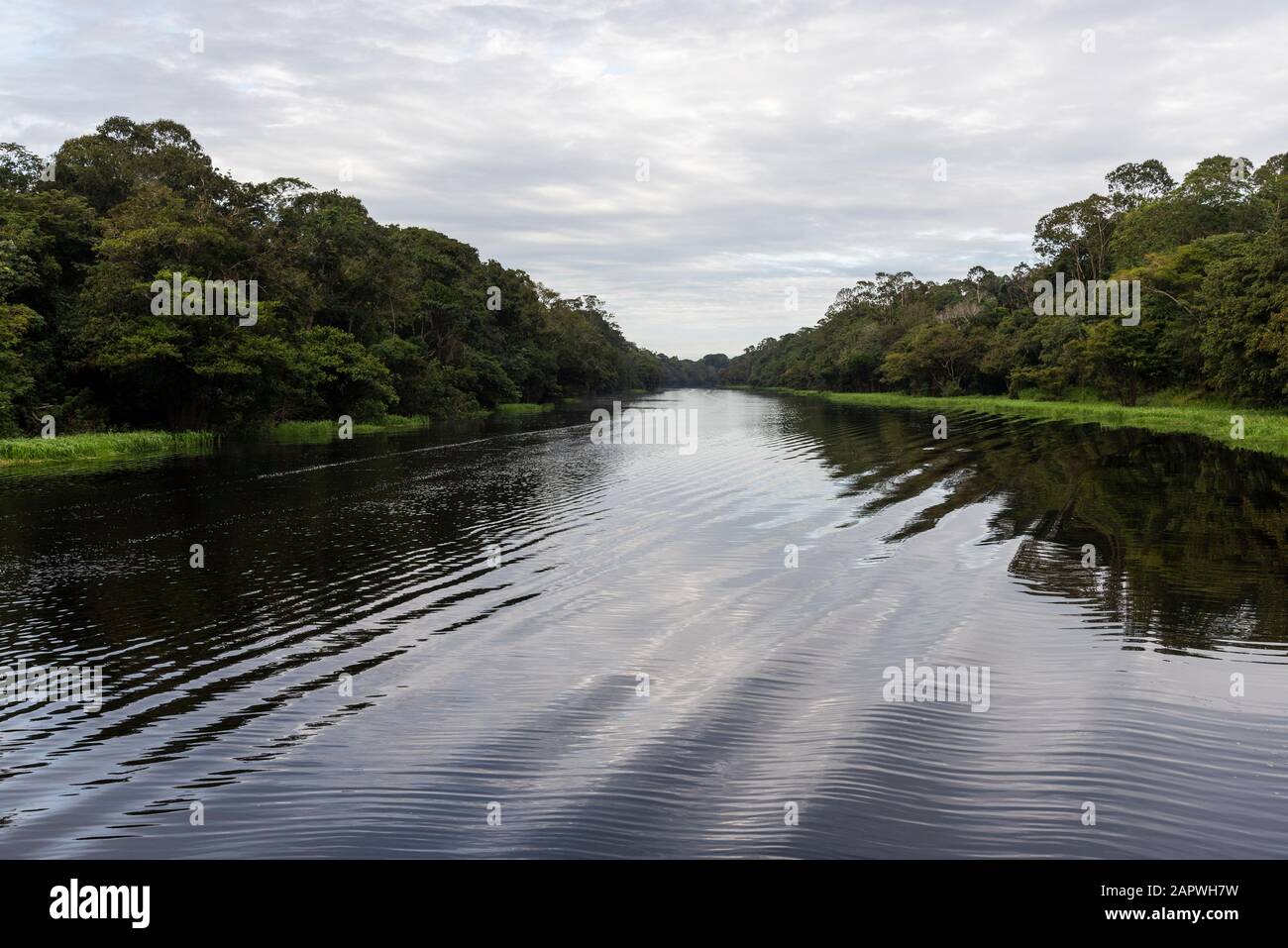 Typical Amazon rainforest and river landscape near Negro River close to ...