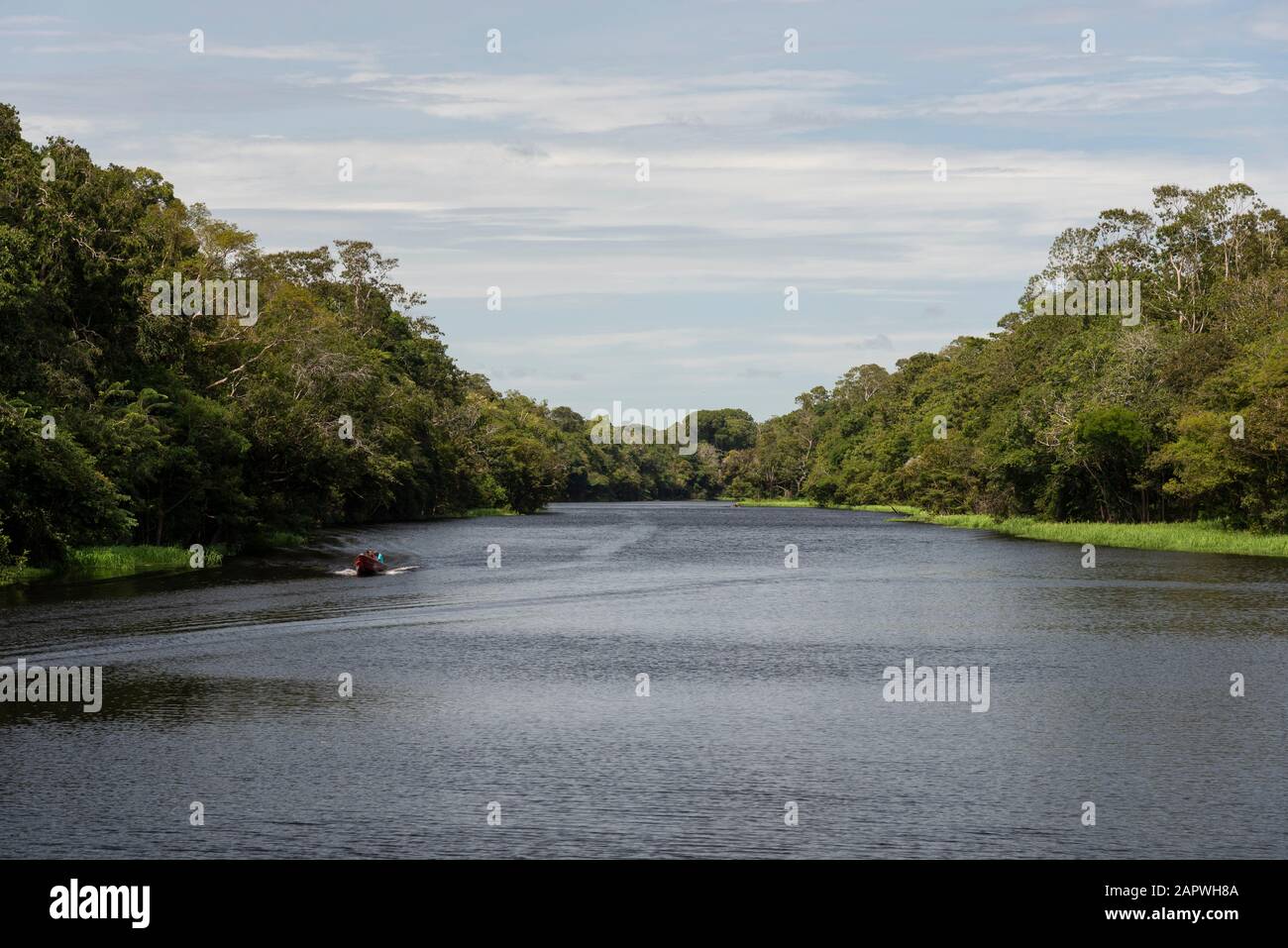 Typical Amazon rainforest and river landscape with small boat near ...