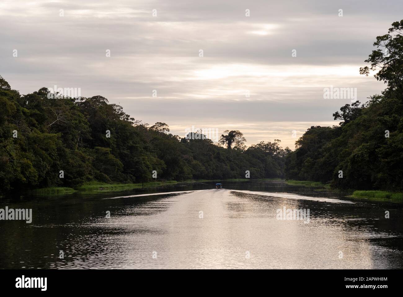 Typical Amazon rainforest and river landscape with small boat near ...