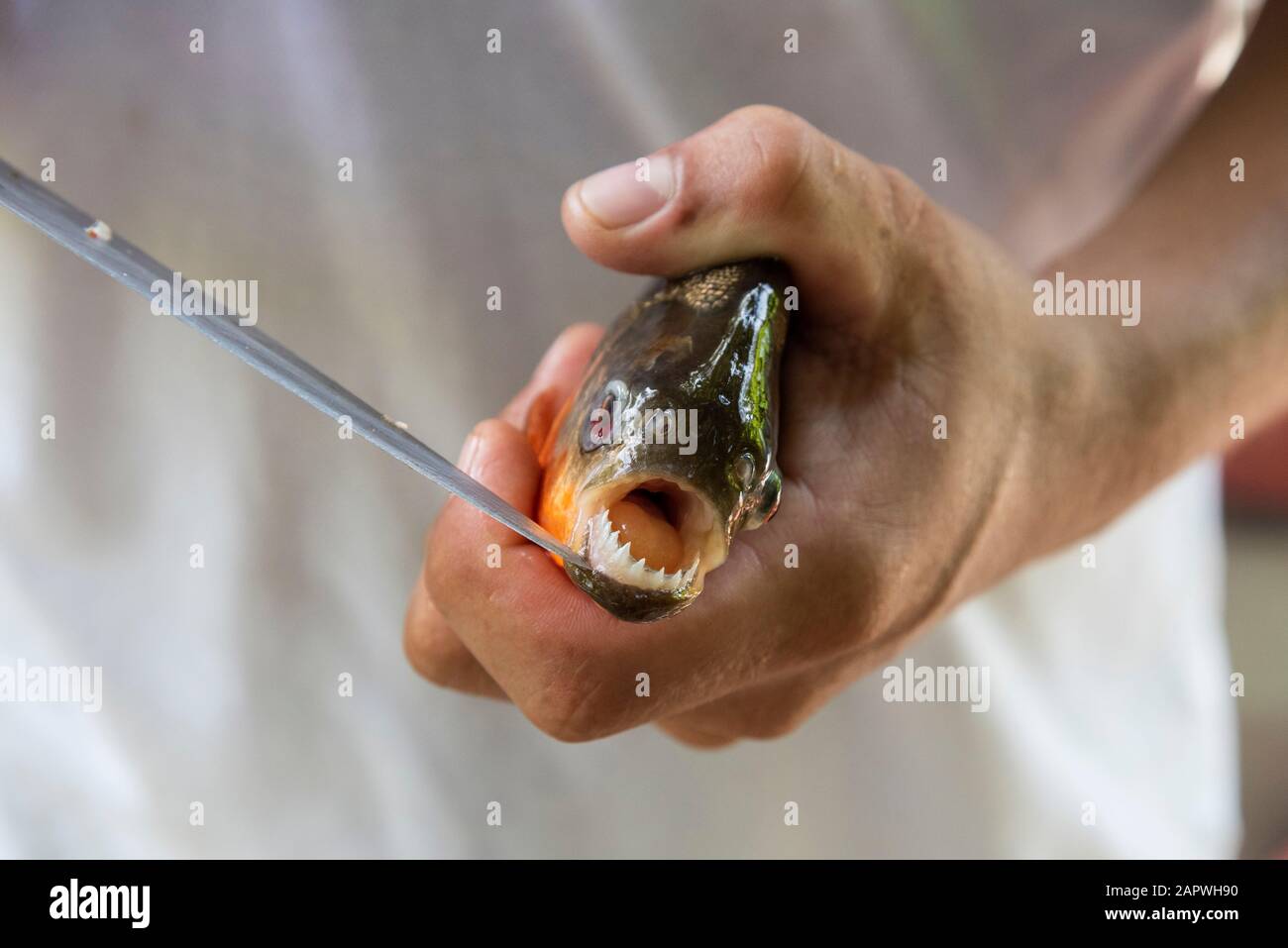 Man hand holding Piranha Fish and showing teeth in the Amazon, Amazonas ...