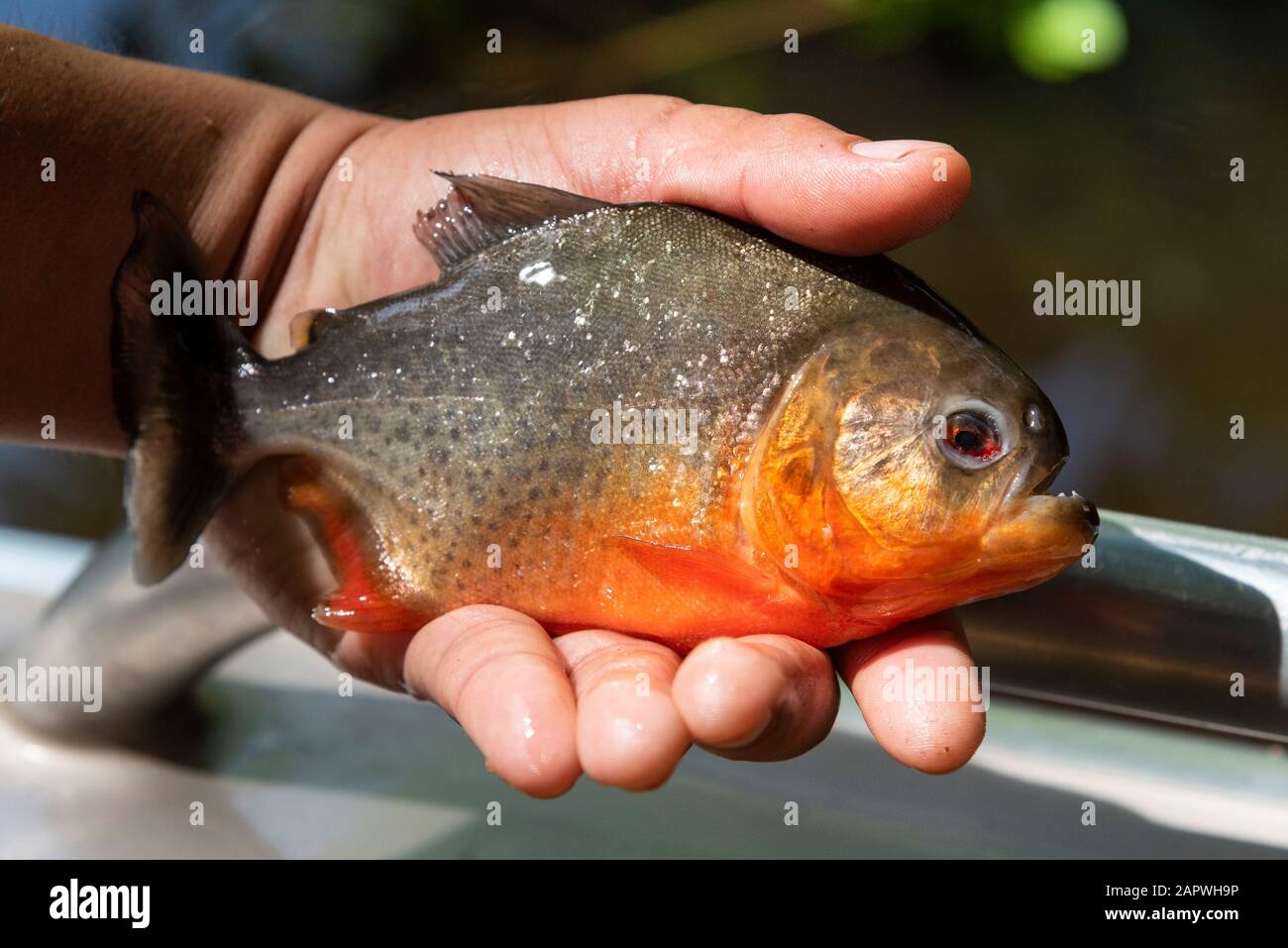 Man hand holding Piranha Fish in the Amazon, Amazonas, Brazil Stock ...