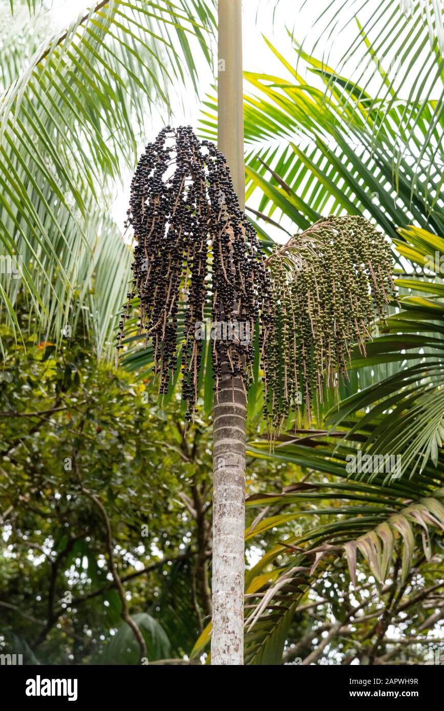 Acai Tree