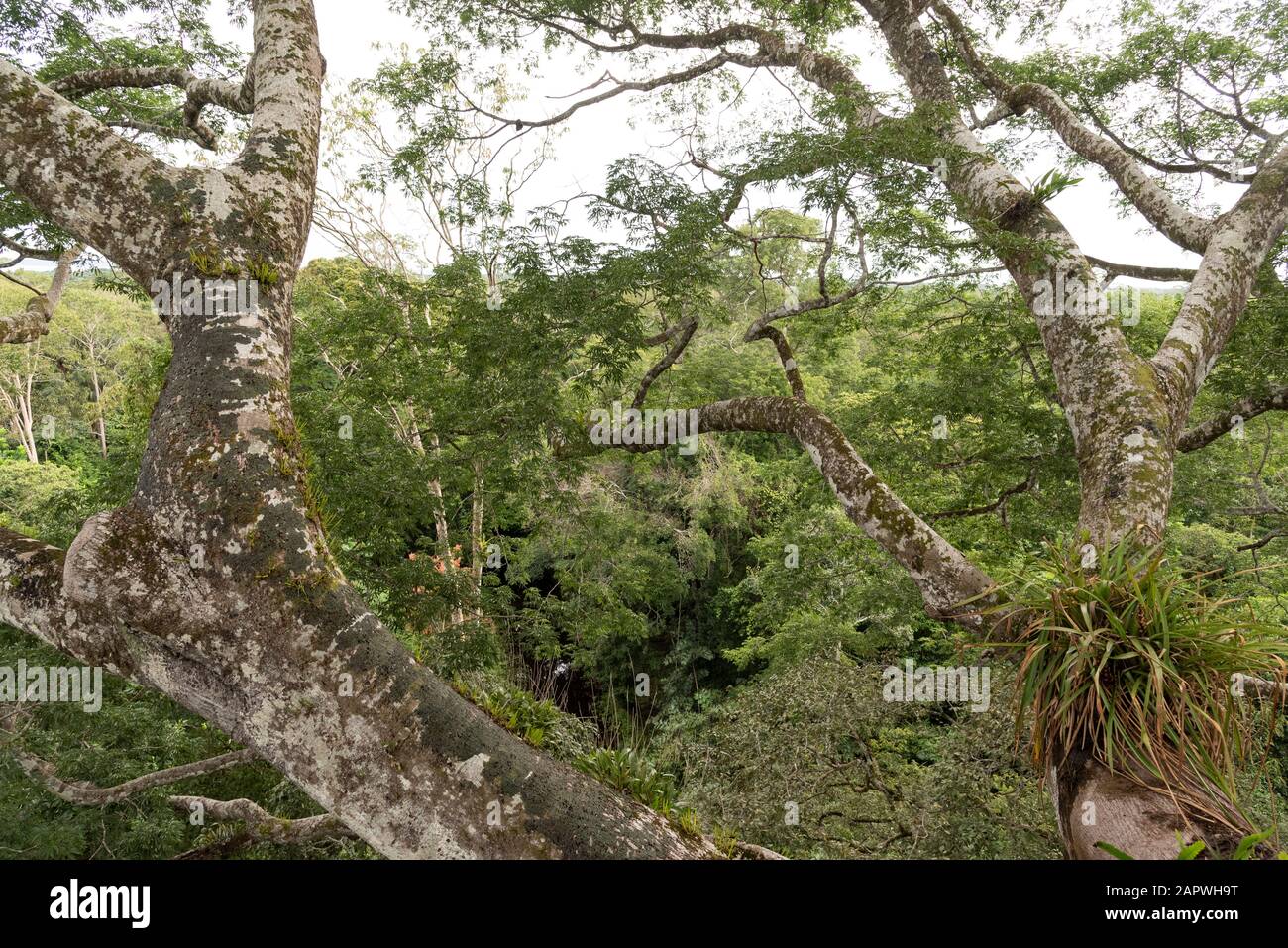 Sumauma tree hi-res stock photography and images - Alamy