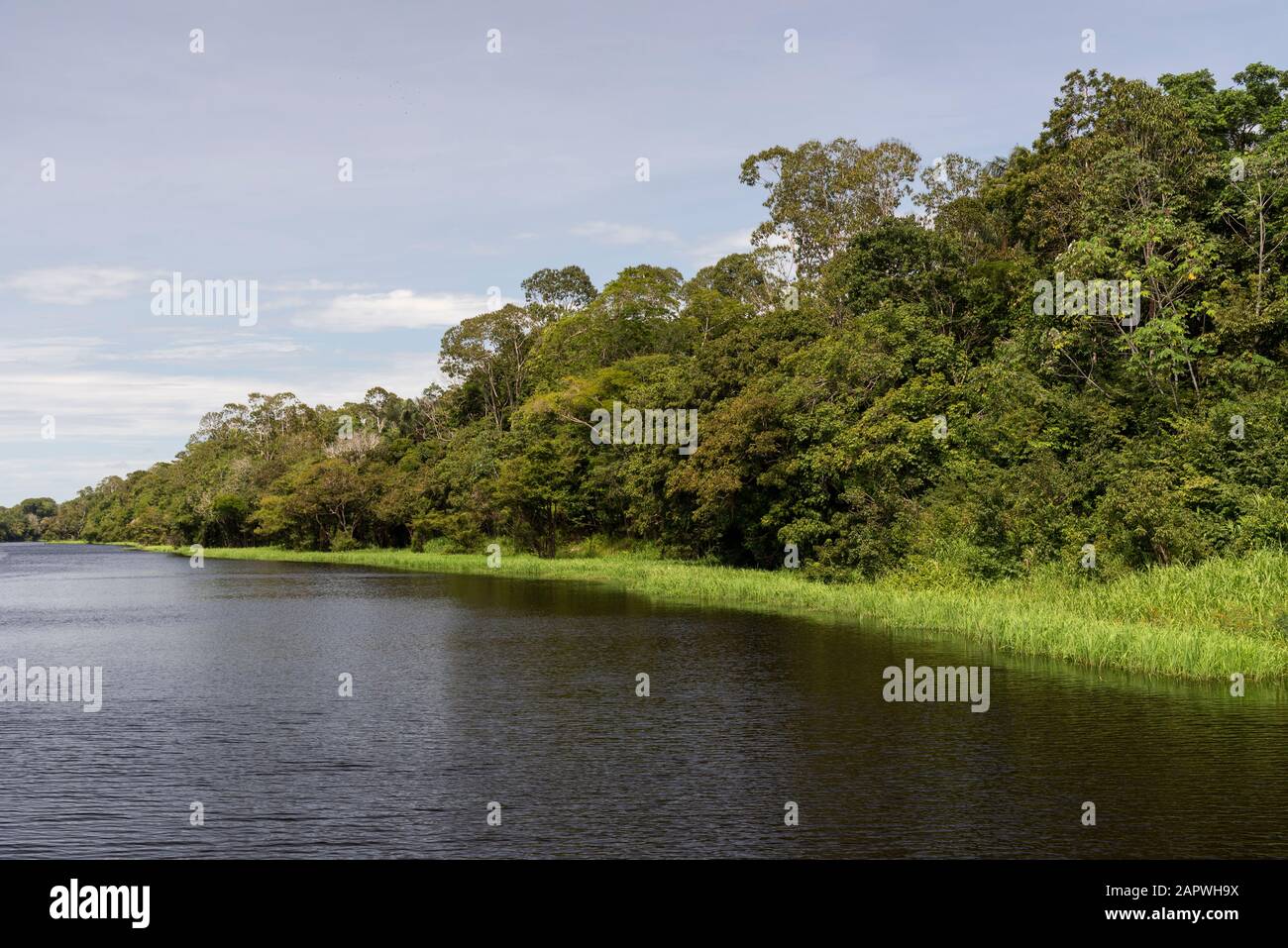 Typical Amazon rainforest and river landscape near Negro River close to ...