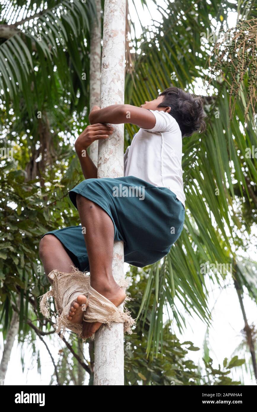 Young boy climbing on Acai Palm Tree to collect fruits in the Amazon ...