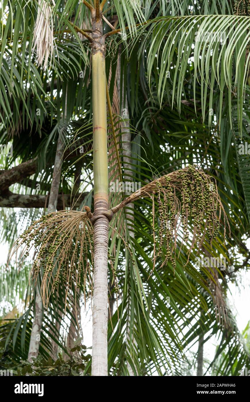 Acai Palm Trees High Resolution Stock Photography and Images - Alamy