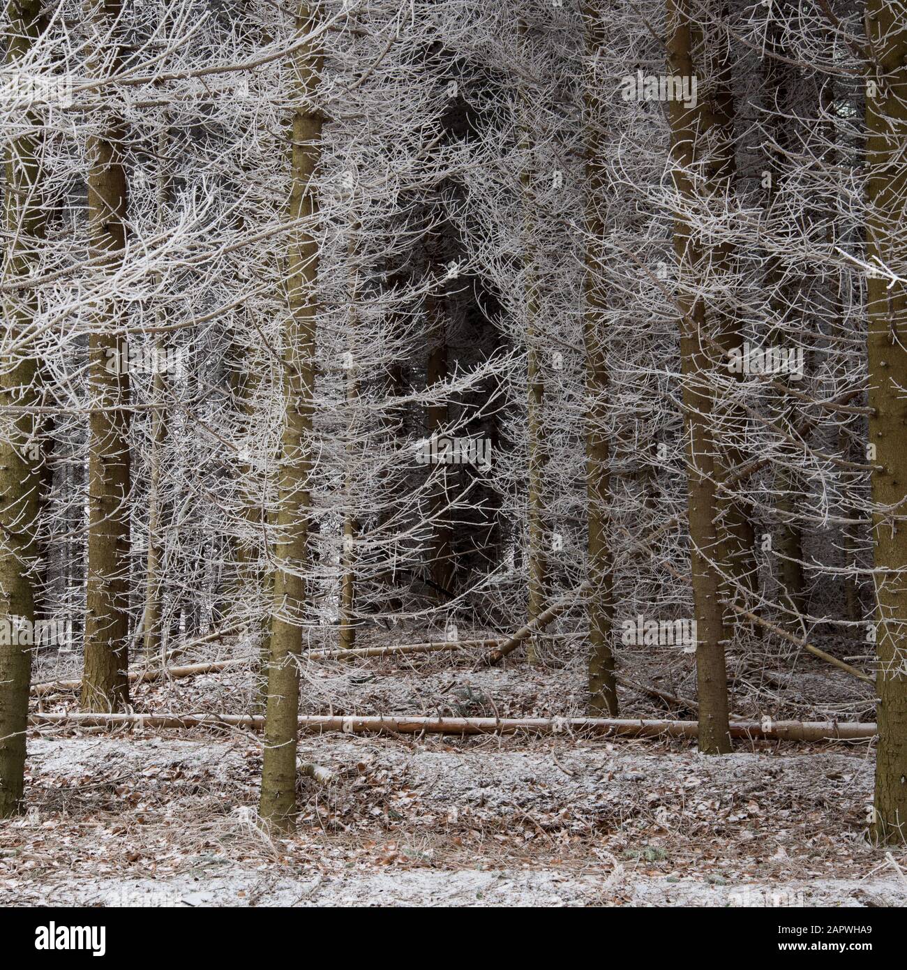 frozen snow in the forest Stock Photo - Alamy
