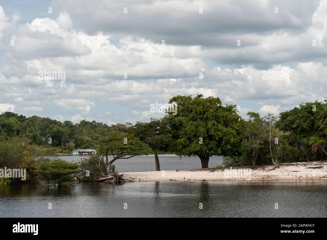 Typical Amazon rainforest and river landscape near Negro River close to ...