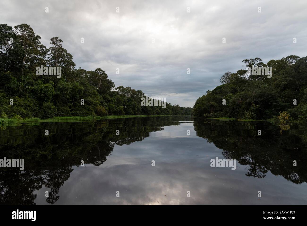 Typical Amazon rainforest and river landscape near Negro River close to ...