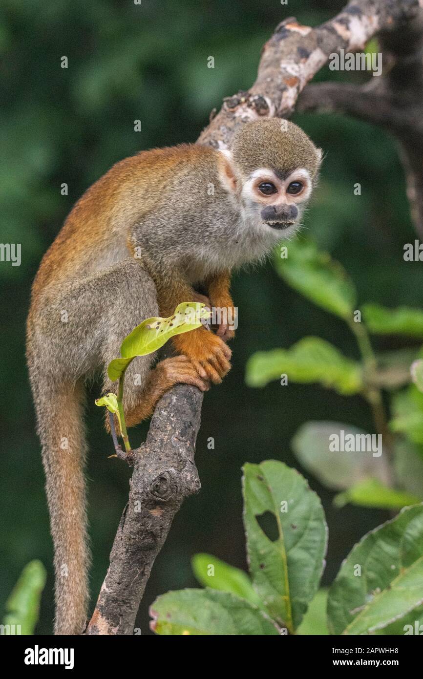 Squirrel monkey on riverside tree in the Amazon Ariau River, Amazonas ...