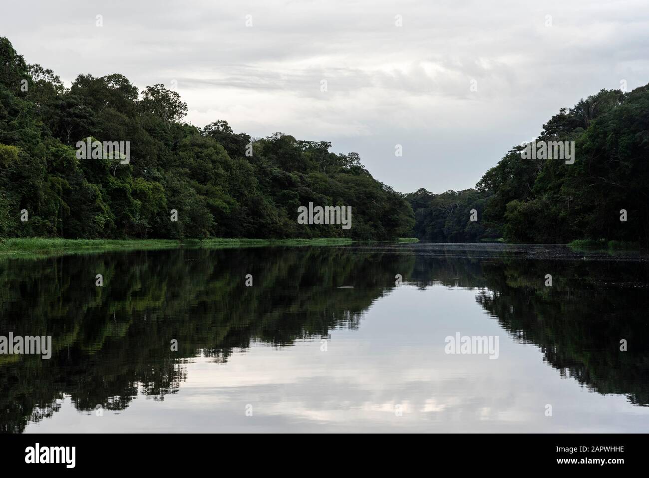Typical Amazon rainforest and river landscape near Negro River close to ...
