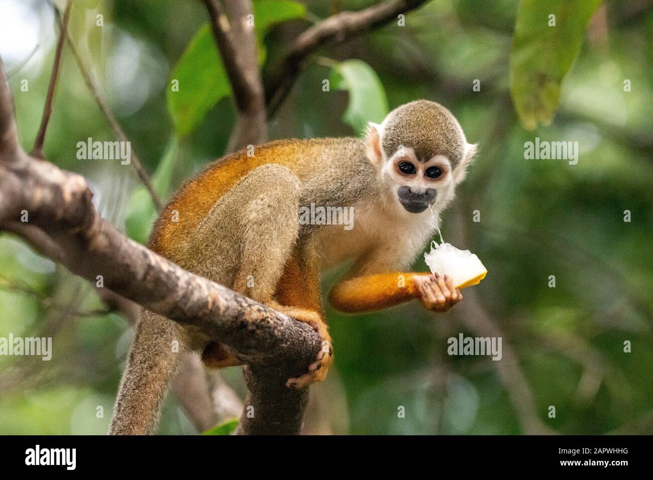 Squirrel monkey feeding on riverside tree in the Amazon Ariau River ...