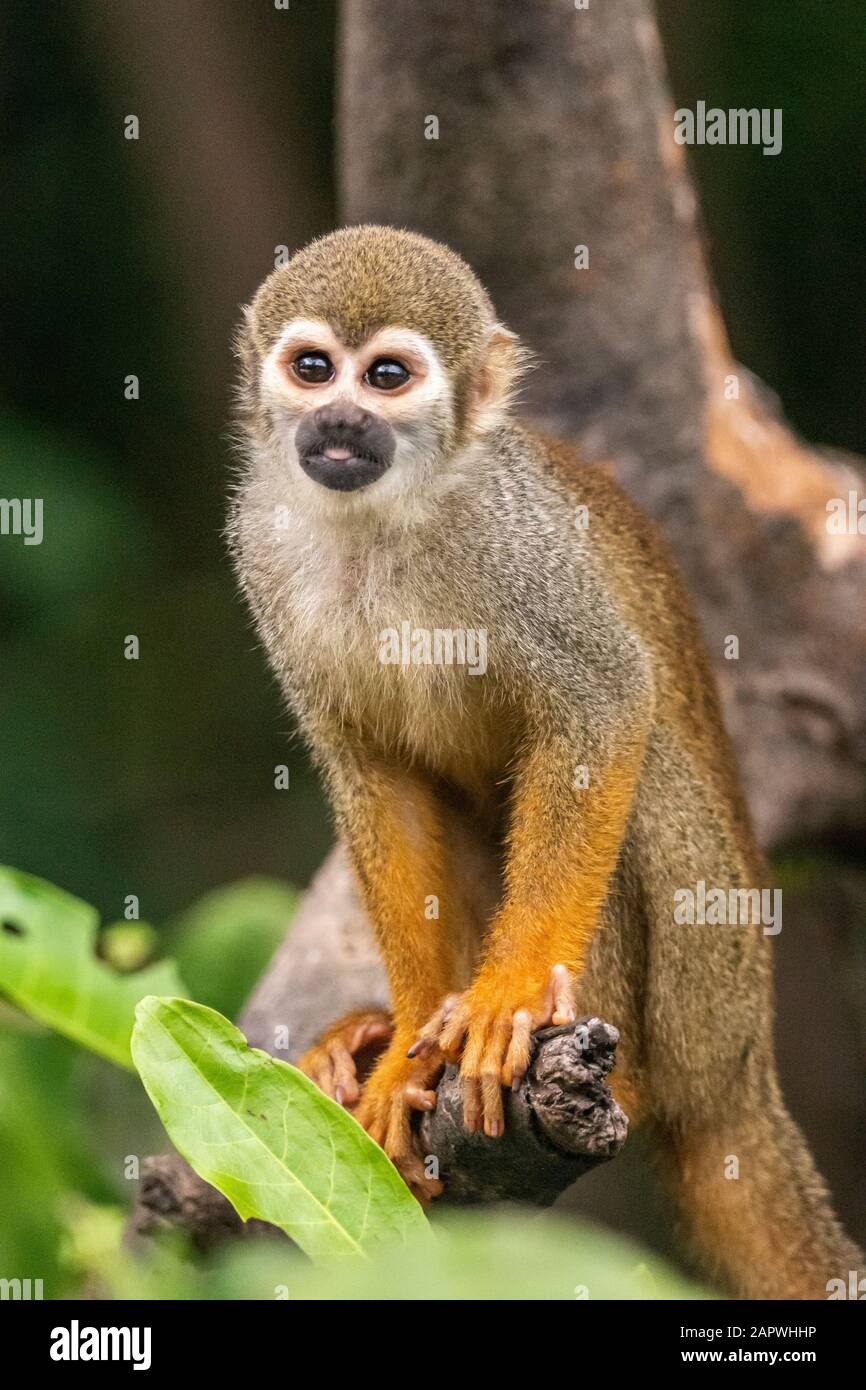 Squirrel monkey on riverside tree in the Amazon Ariau River, Amazonas ...