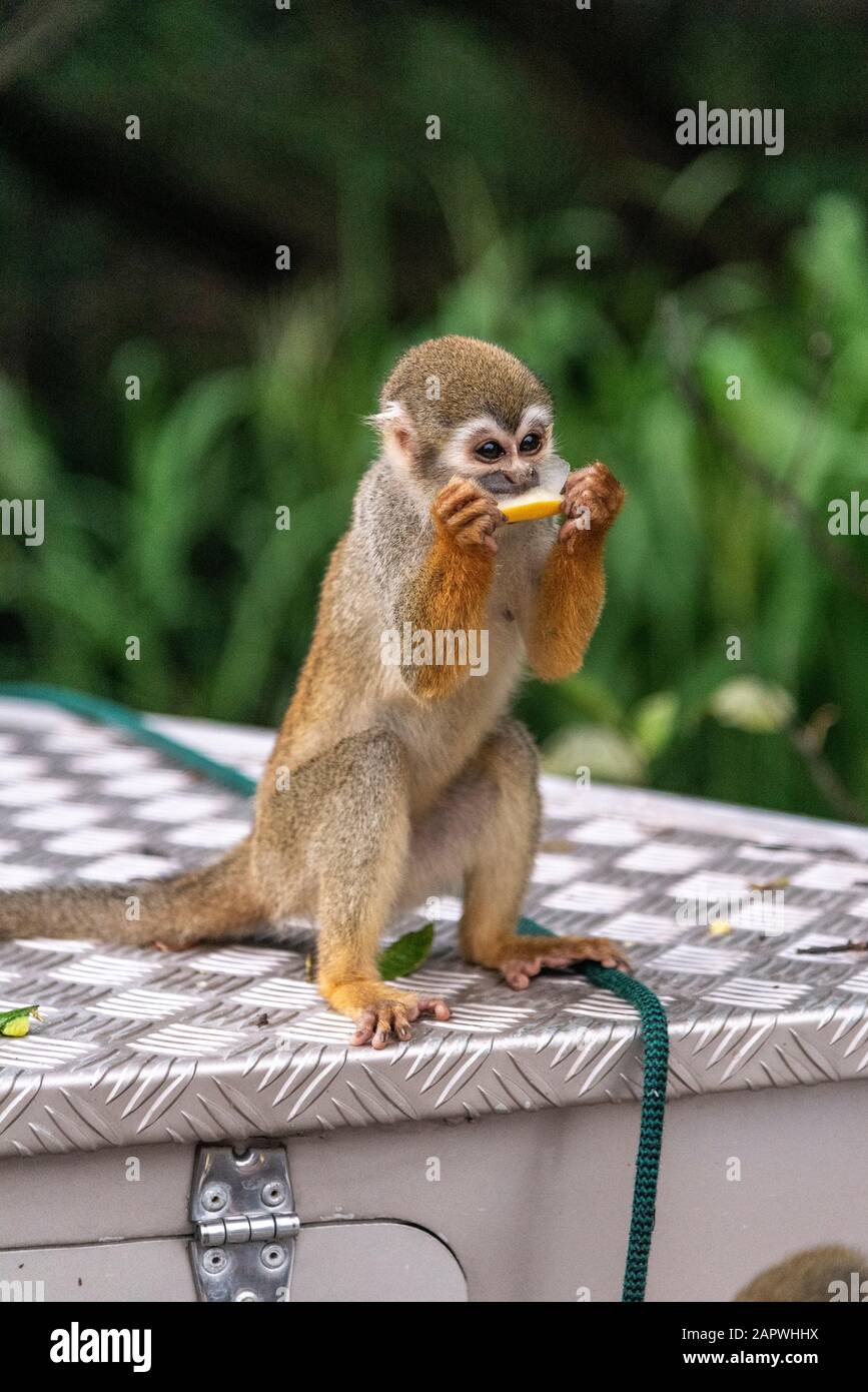 Squirrel monkey eating over boat on riverside tree in the Amazon Ariau River, Amazonas, Brazil ...