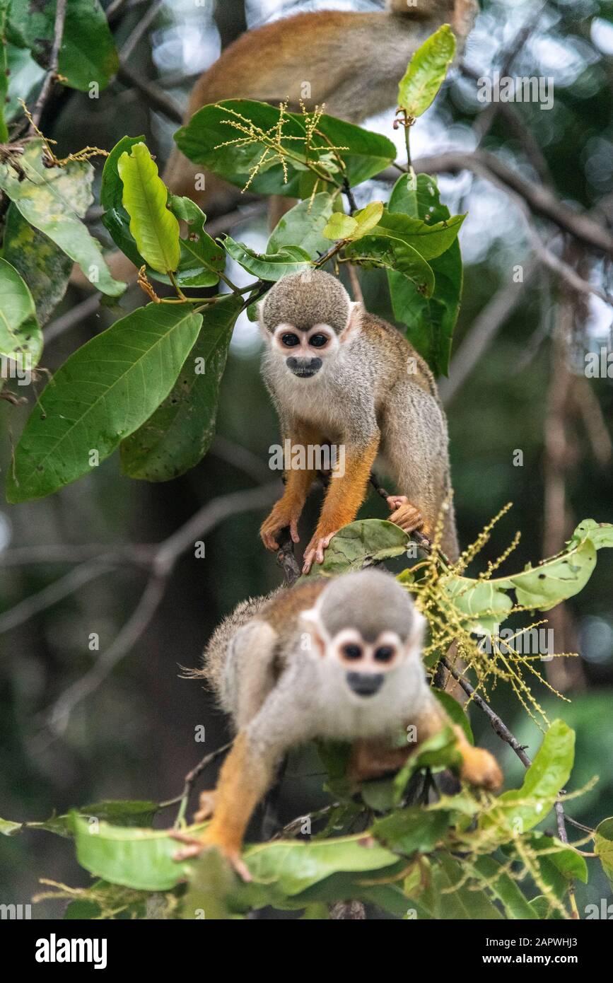 Squirrel monkeys on riverside tree in the Amazon Ariau River, Amazonas ...