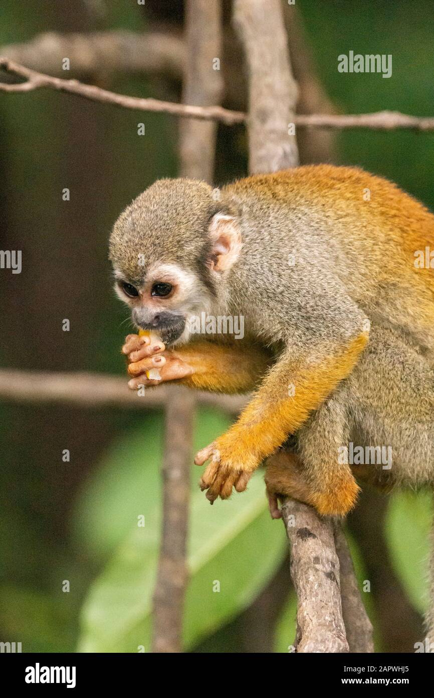 Squirrel monkey feeding on riverside tree in the Amazon Ariau River ...