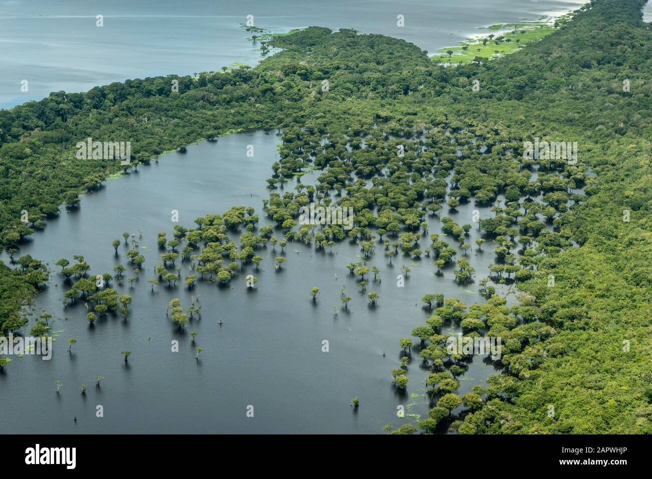 Beautiful aerial view to Negro River green Amazon island archipelago of ...