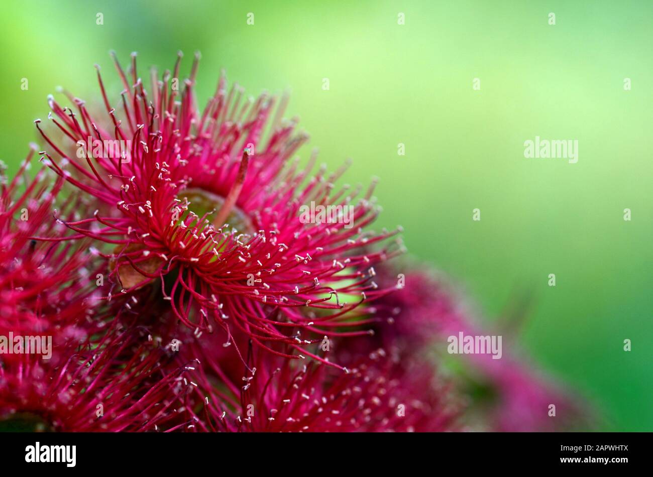 Red flowering gum tree hi-res stock photography and images - Alamy