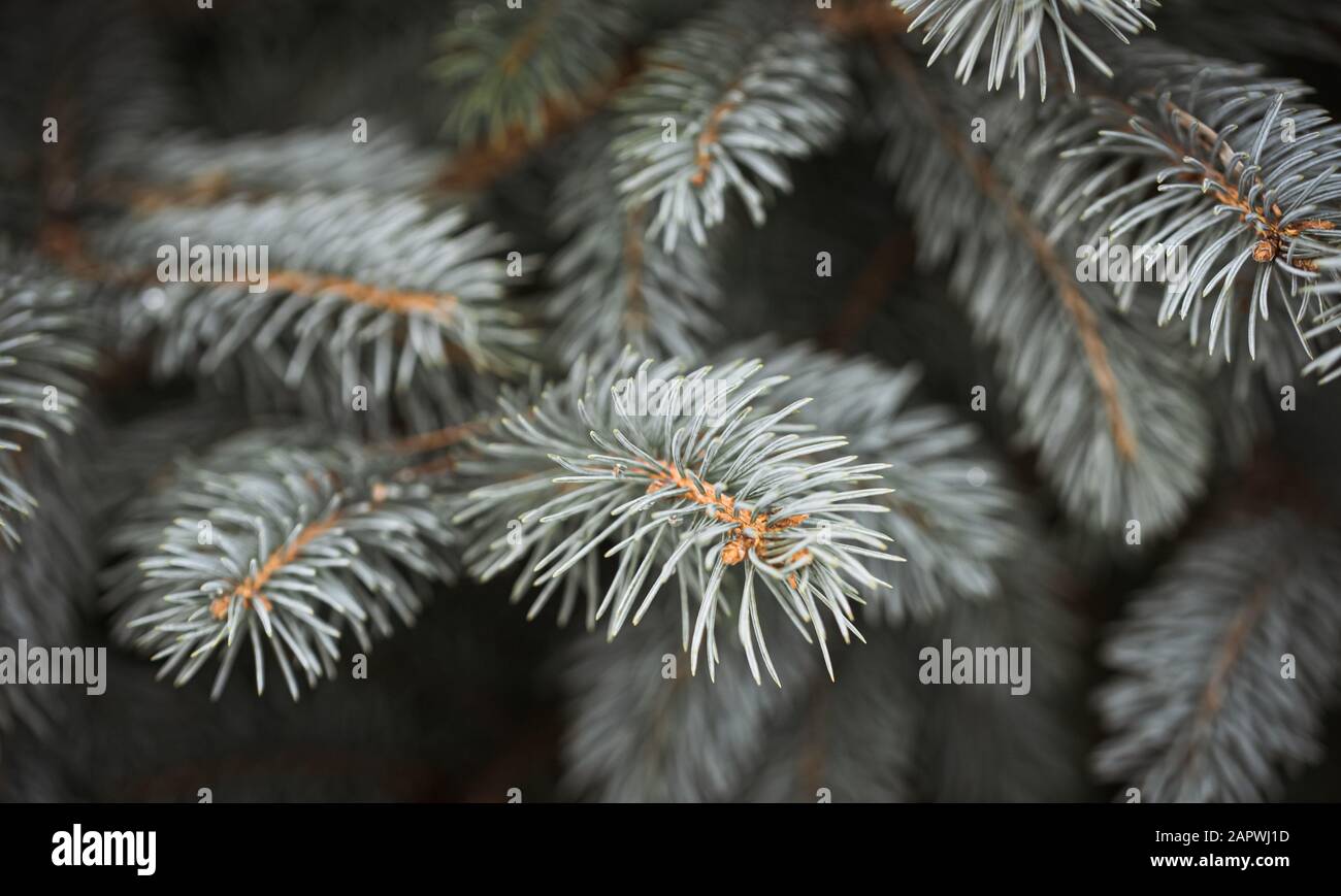 Needles backdrop hi-res stock photography and images - Alamy