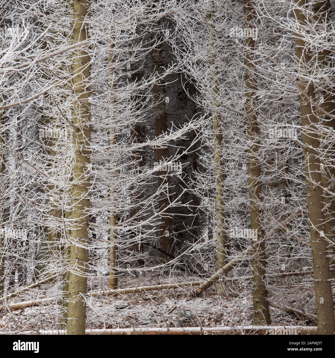 frozen snow in the forest Stock Photo - Alamy