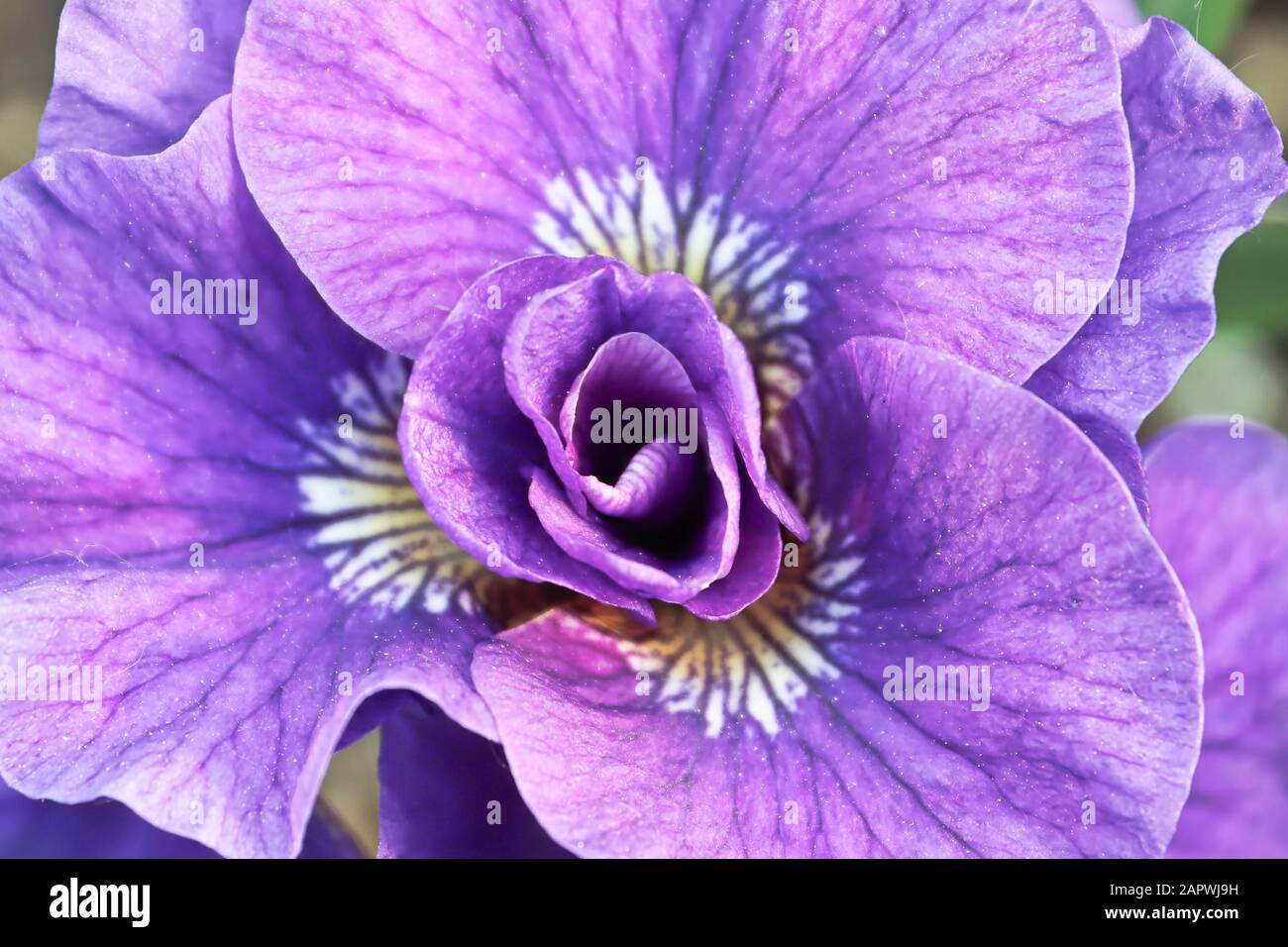 Siberian iris flower hi-res stock photography and images - Alamy