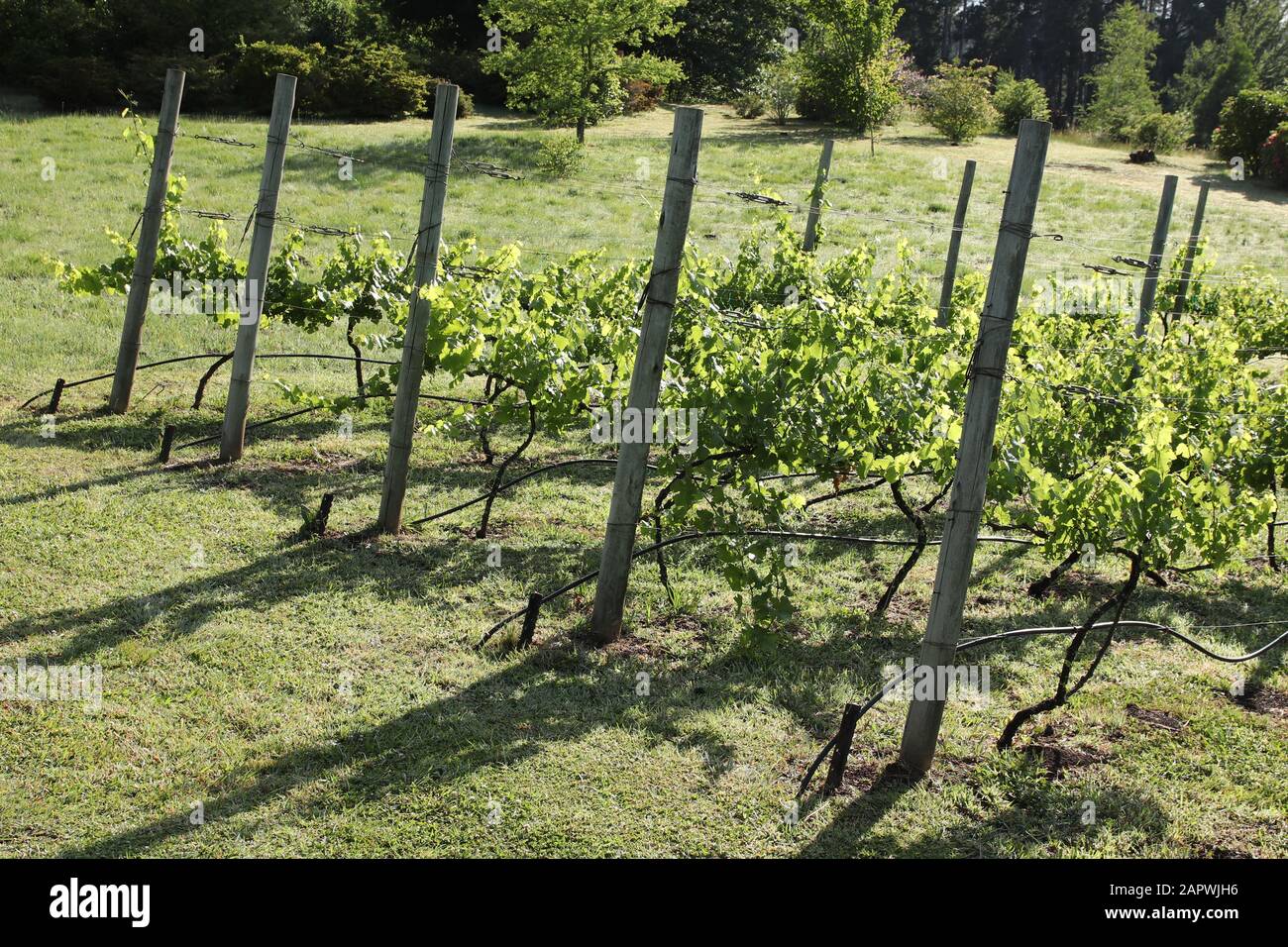 Beautiful scenery of a field full of different kinds of trees Stock ...