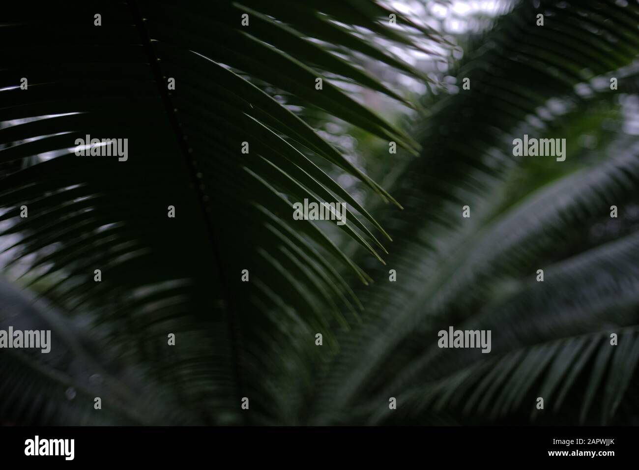 Closeup of fern leaves in a forest under the lights with a blurry ...