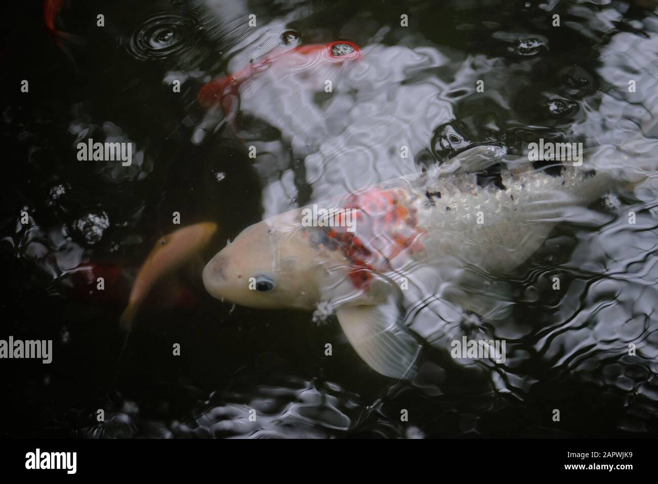 Big white fish swimming in water with several small ones around Stock ...